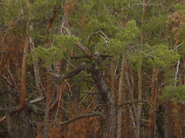 forest side view texture 0028 - Texturelib